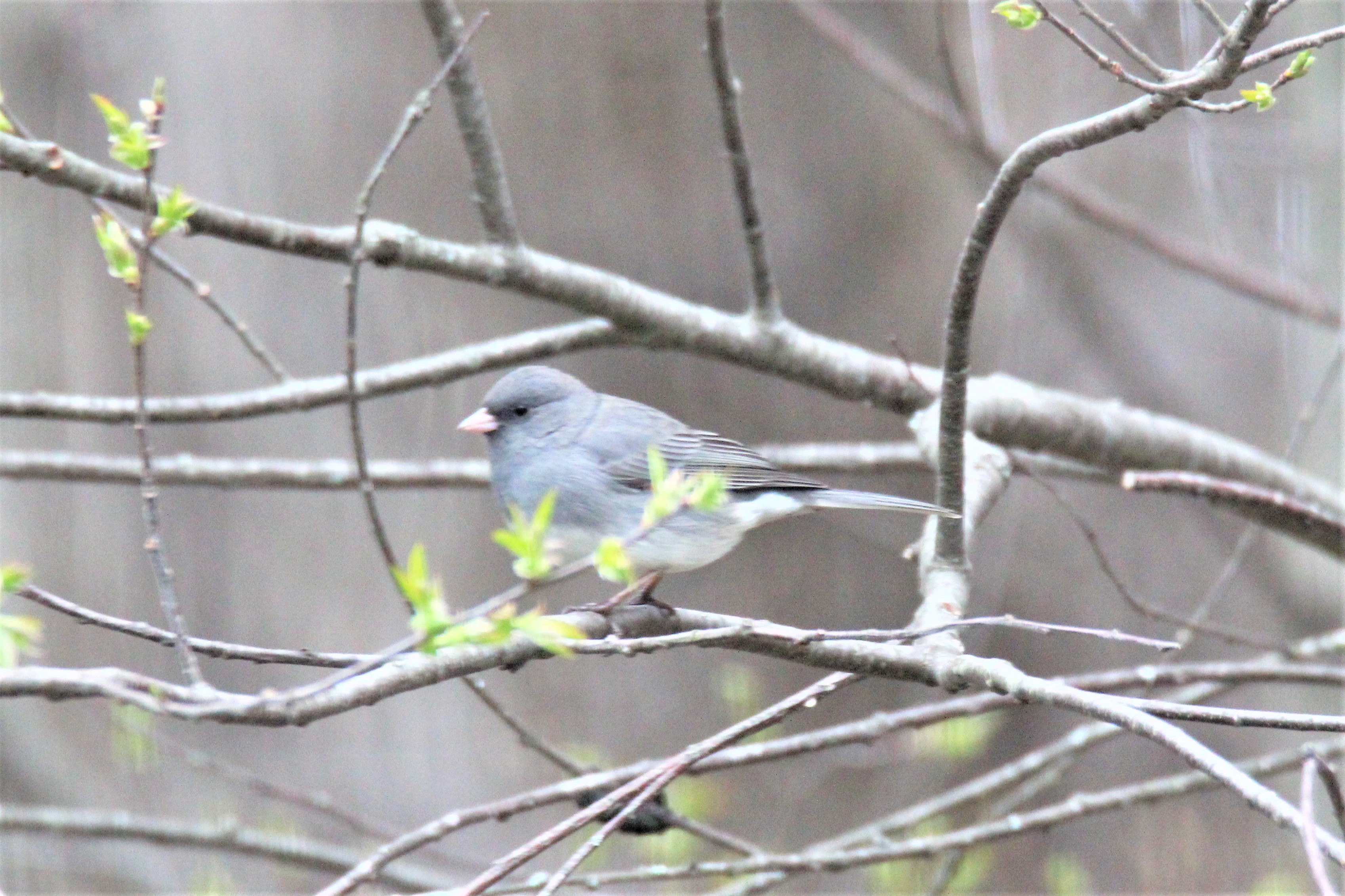 Dark-eyed Junco-Meet the Snowbird! Winter Series (#2) – Robin's Birds