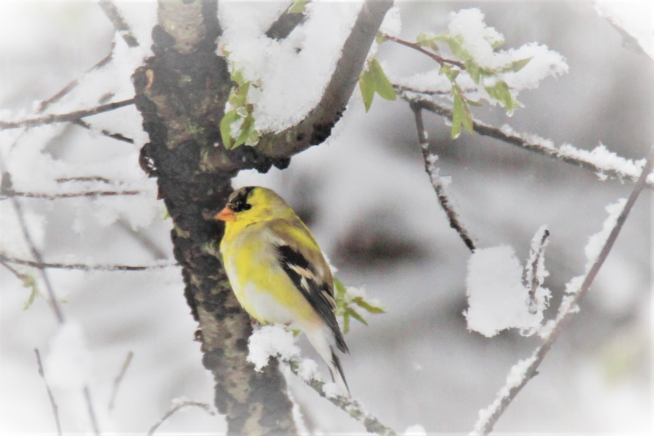 American Goldfinch Spring Series #1 – Robin's Birds