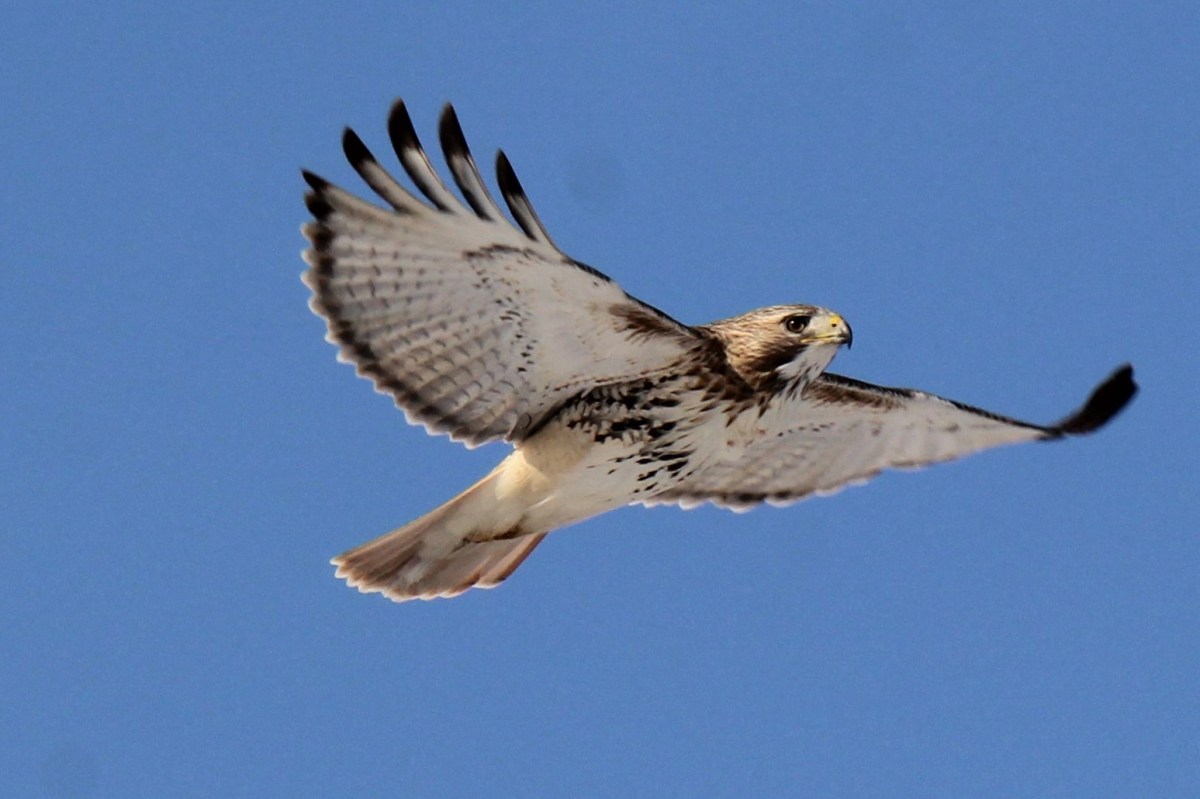 Western Mass Hawks Winter Series #4 – Robin's Birds