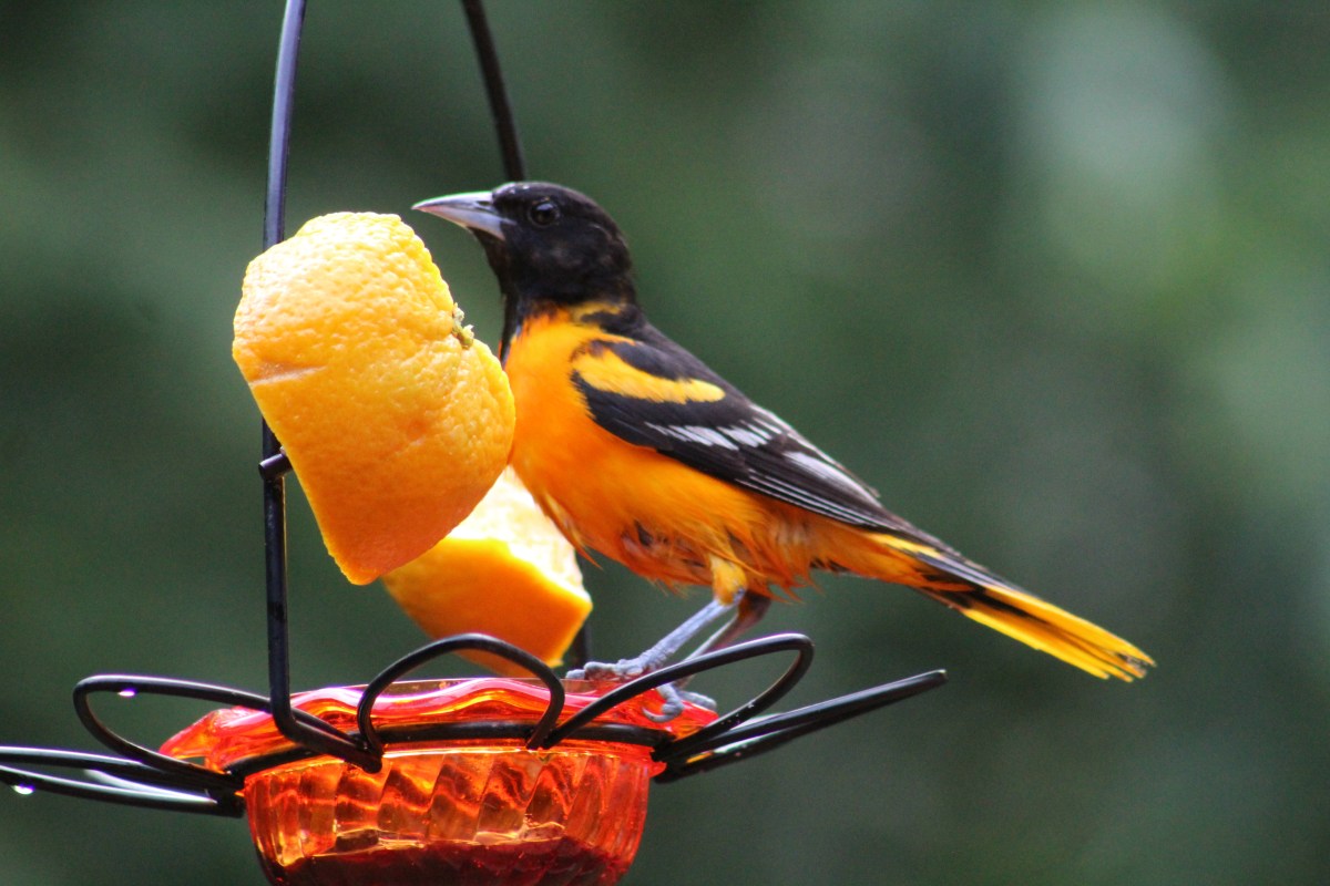 It’s Time to Say Goodbye to Our Feathered Friends – Robin's Birds
