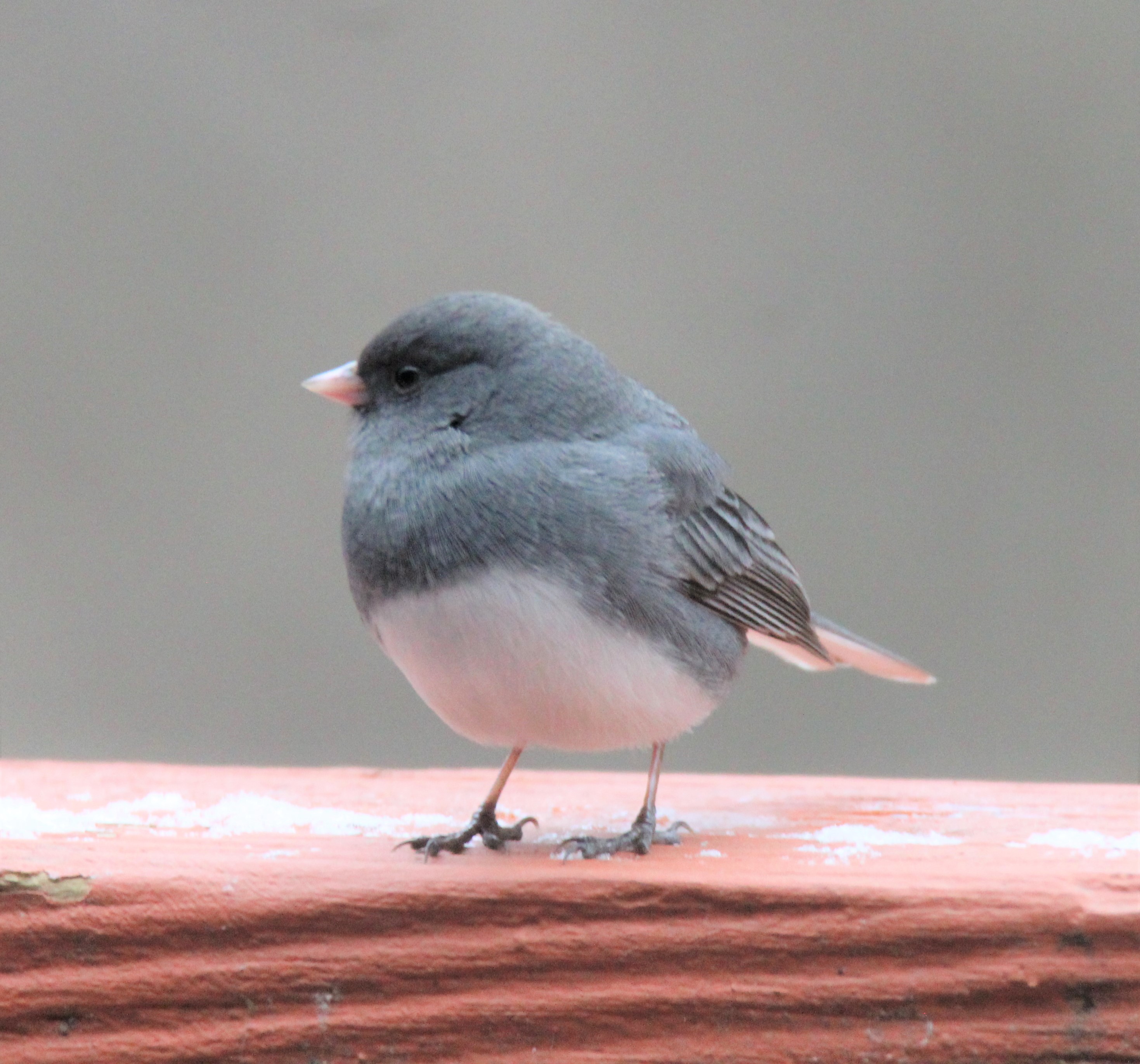 Dark-eyed Junco-Meet the Snowbird! Winter Series (#2) – Robin's Birds