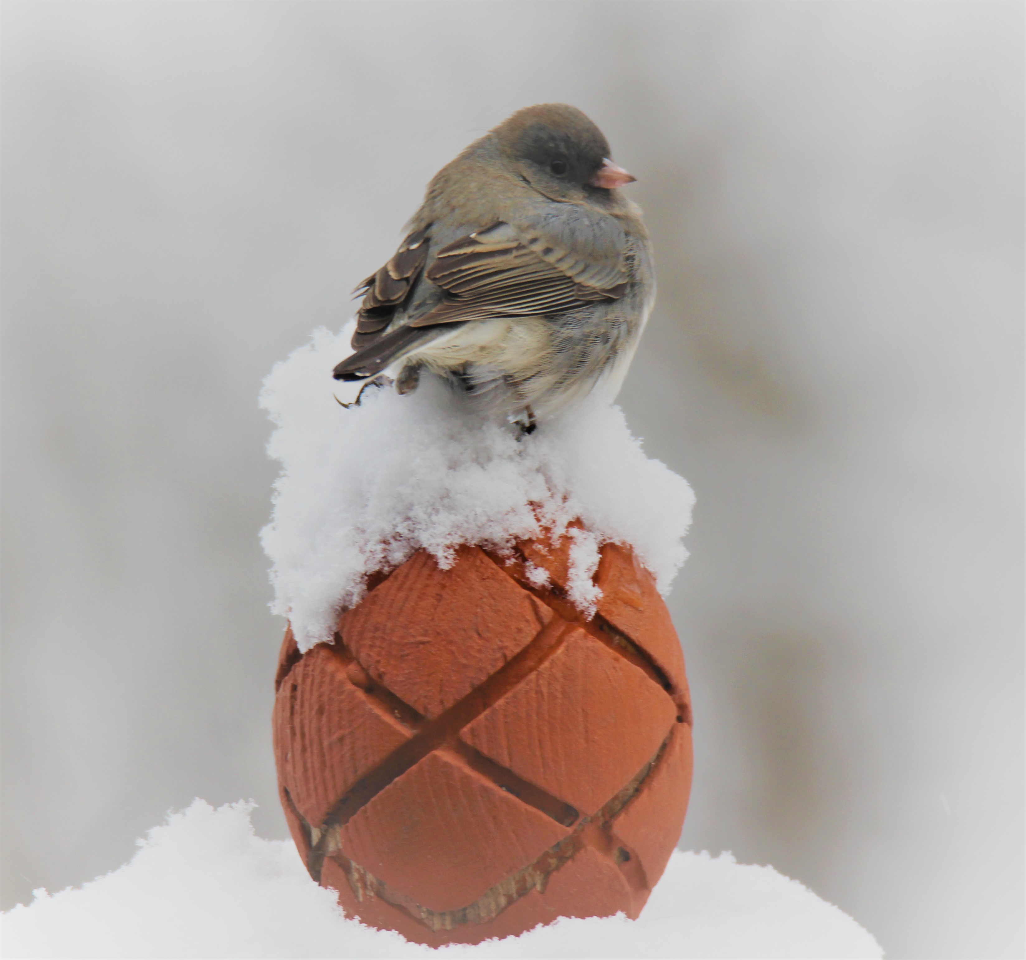 Dark-eyed Junco-Meet the Snowbird! Winter Series (#2) – Robin's Birds