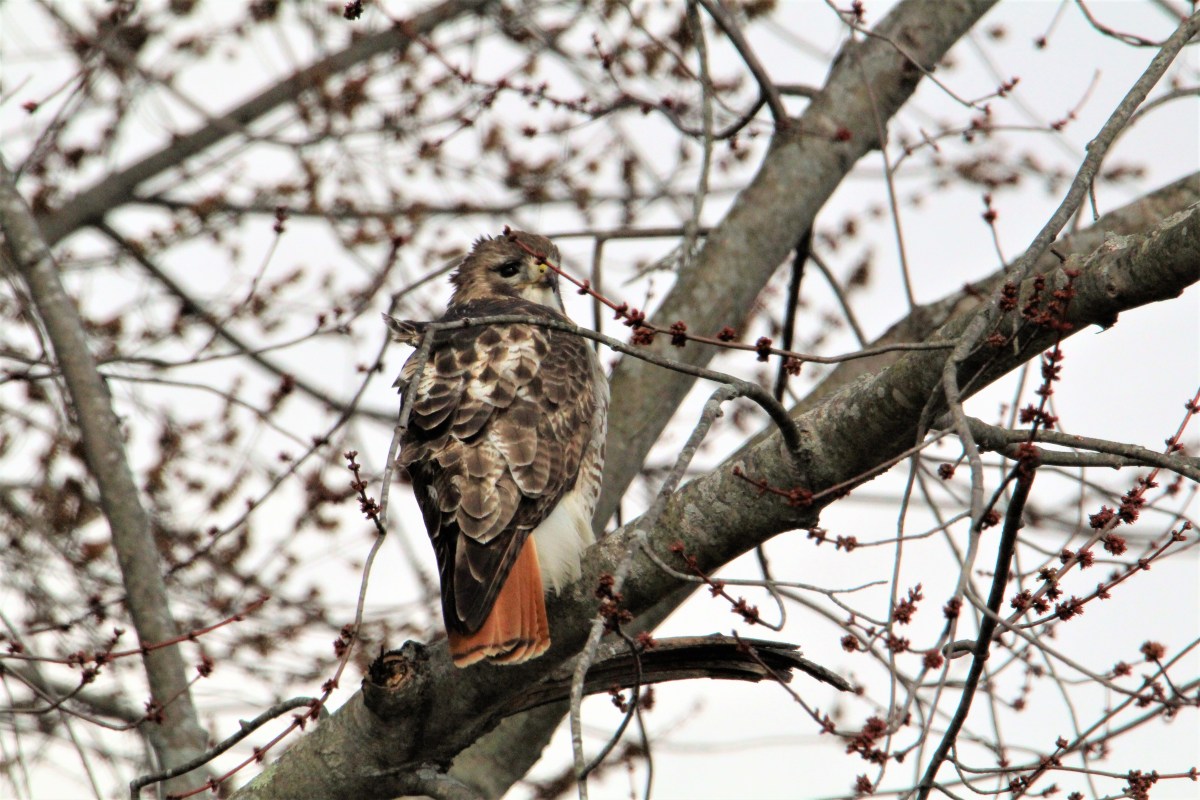 Meet Today’s Birds! – Robin's Birds