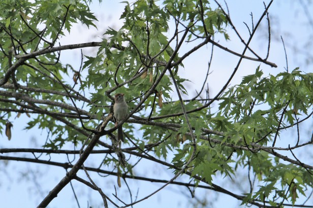 Spring Migration 2023 Part 2! – Robin's Birds