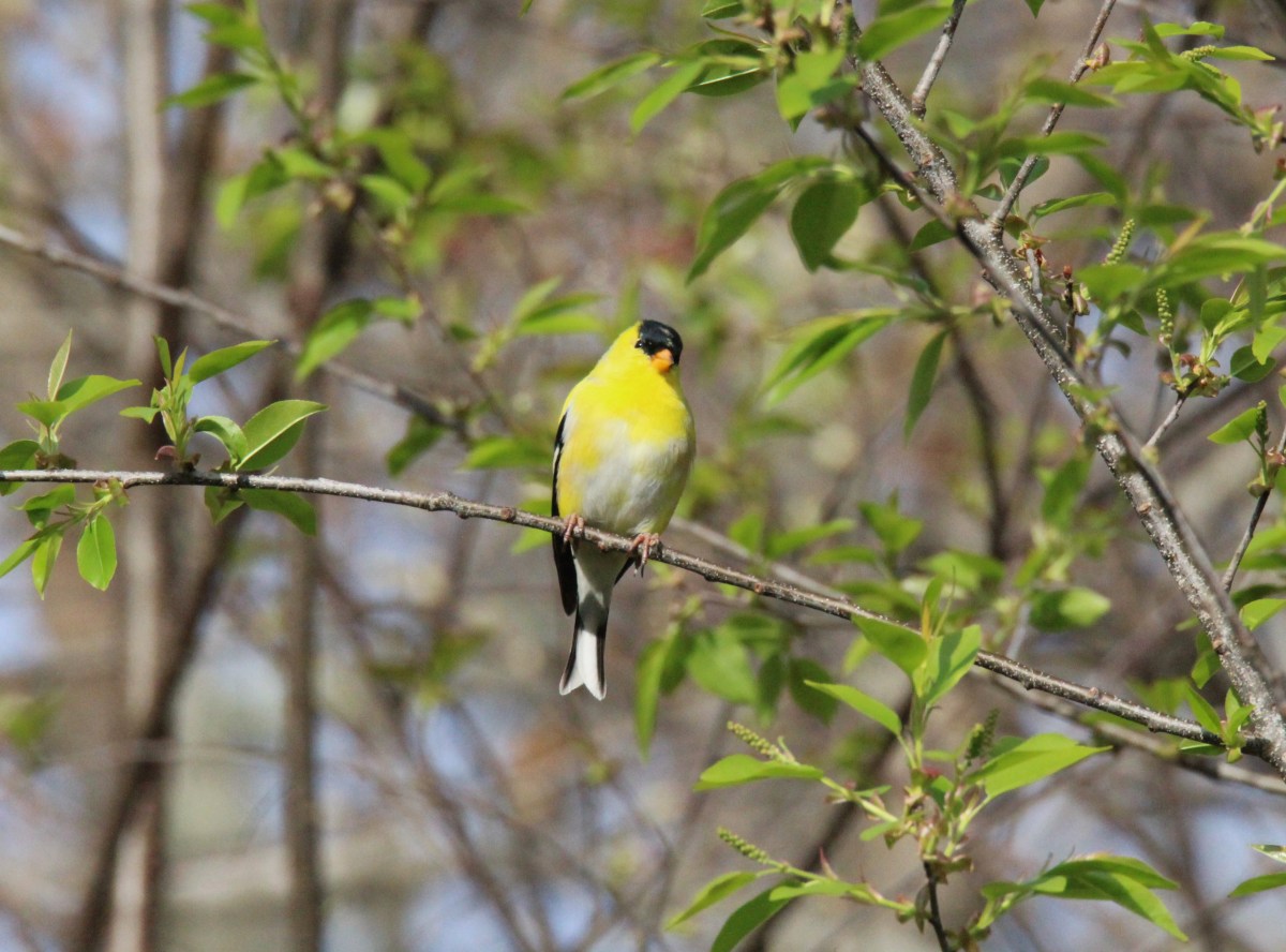 What Are All Those Yellow Birds!? Spring Migration 2024 #2 – Robin's Birds