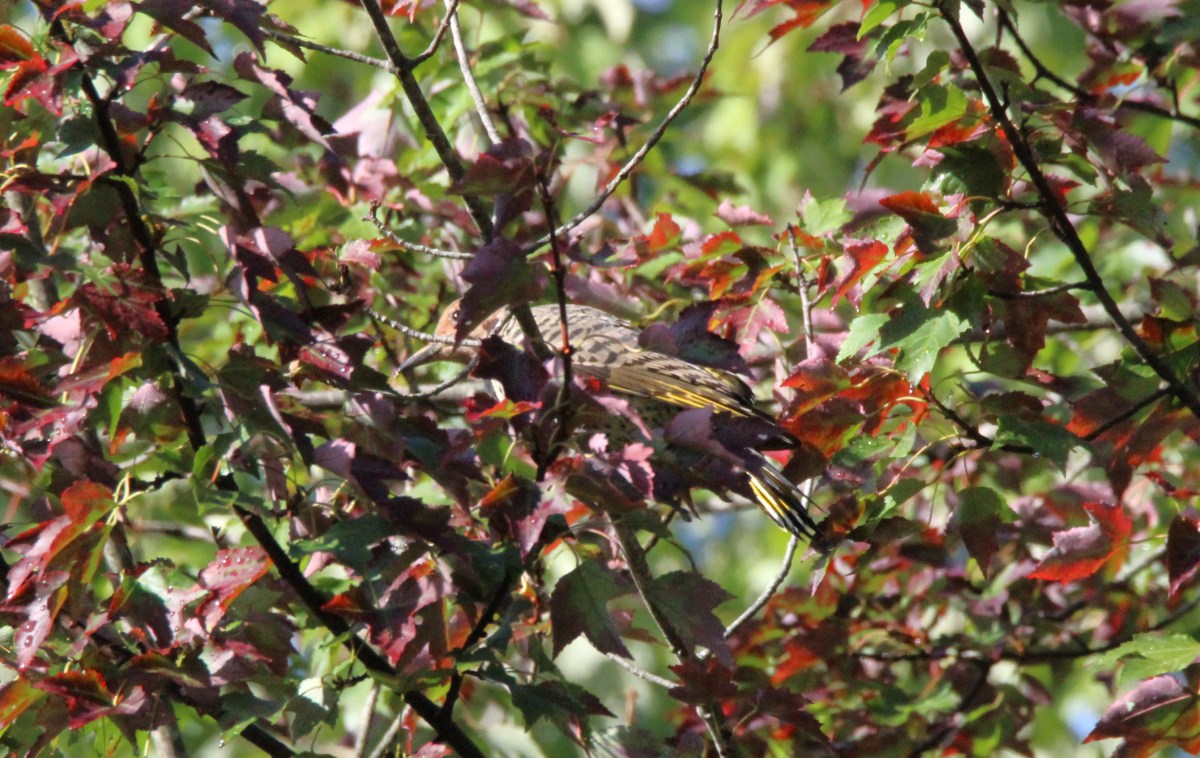 Practice Identifying Local Birds – Robin's Birds